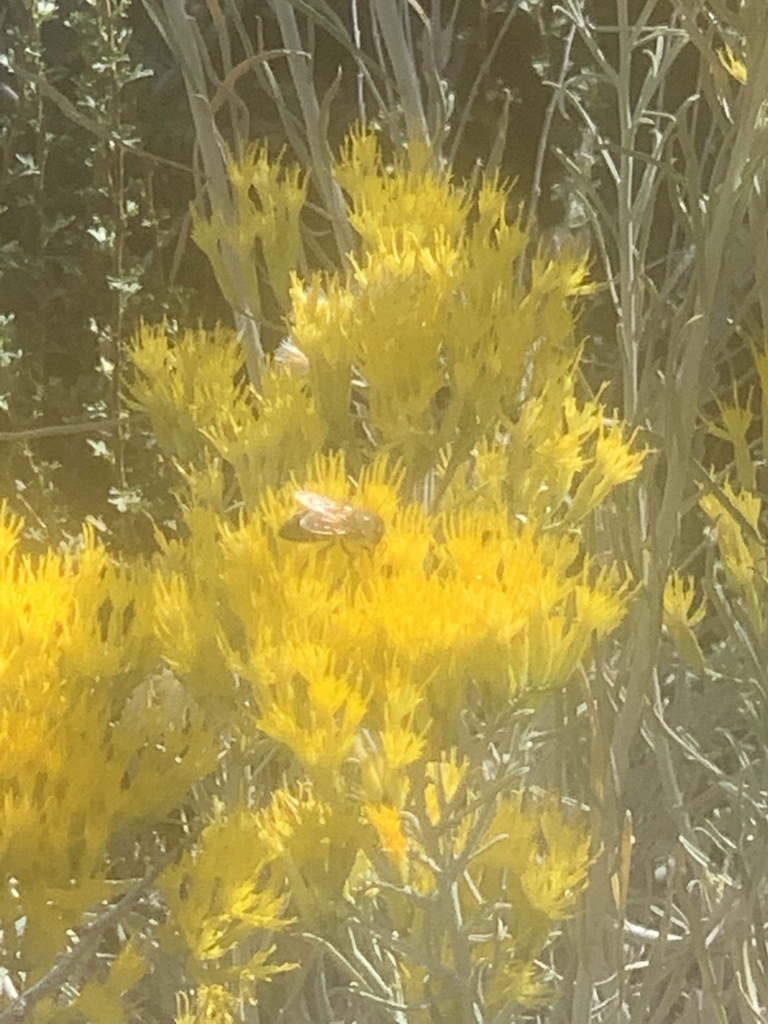 Western Honey Bee from Northeast, Reno, NV, US on September 30, 2022 at ...