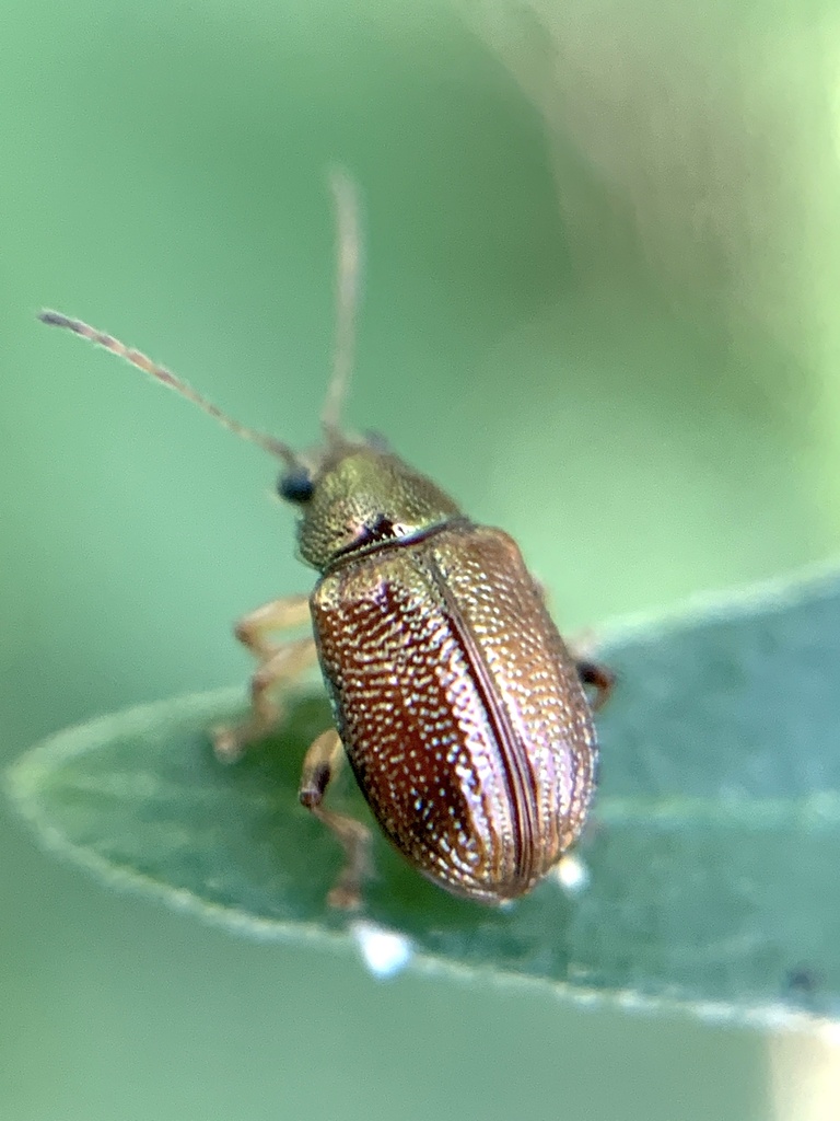Colaspis from Col. Carlos Pellegrini, Corrientes, Argentina on ...