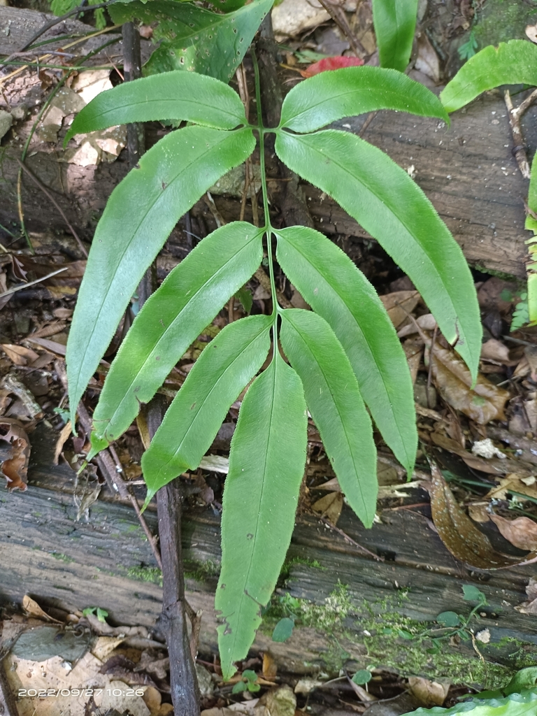 Japanese Bamboo Fern from 馬胎古道 on September 27, 2022 at 10:26 AM by ...