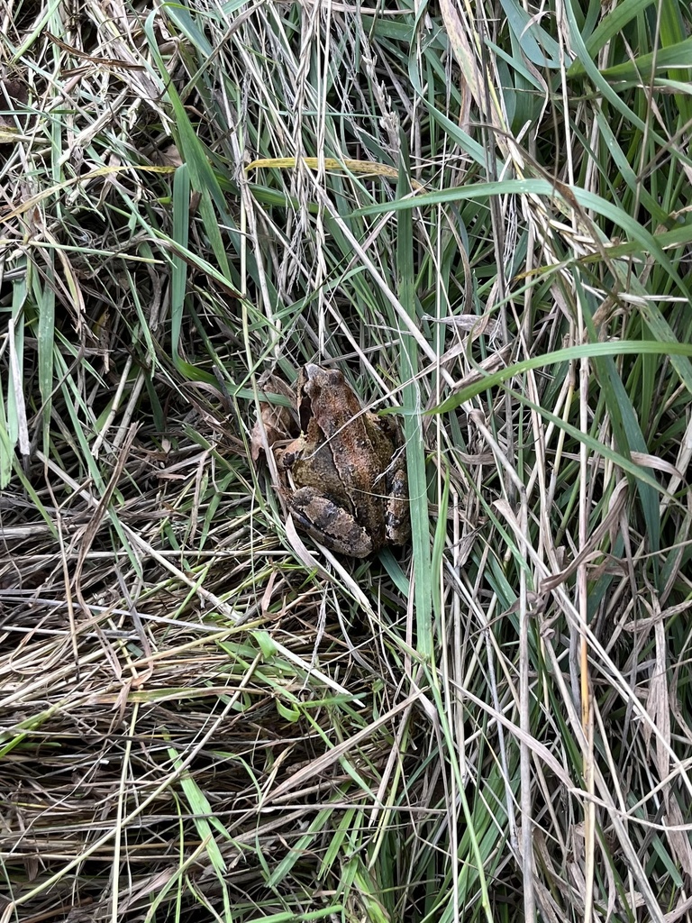 European Common Frog from Ashton's Field on September 21, 2022 at 01:11 ...