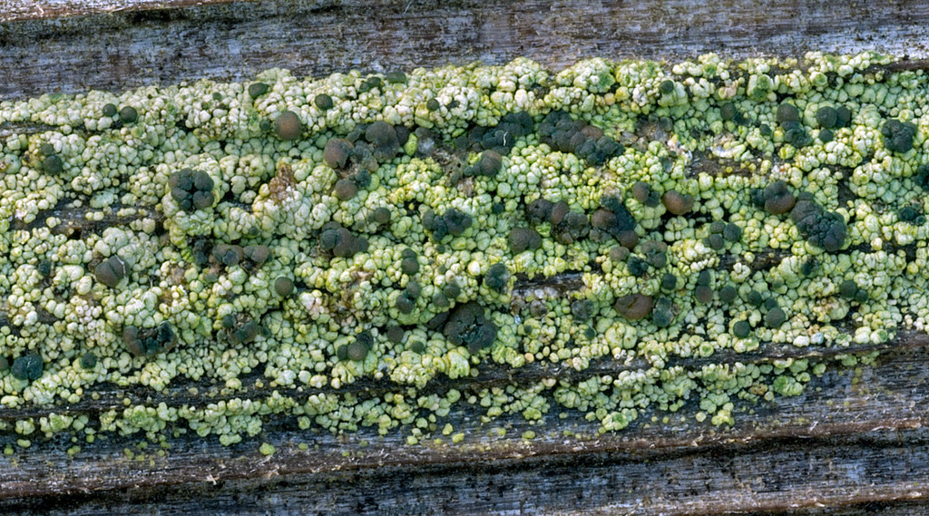 Trapeliopsis (Lichens of Washington Cascades) · iNaturalist