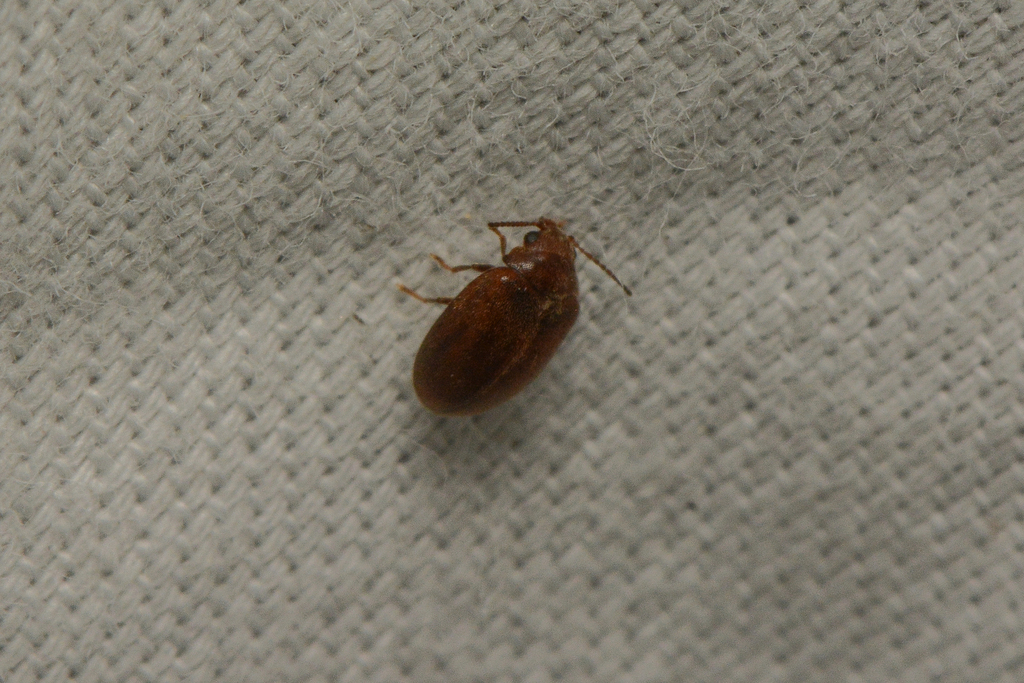 Marsh Beetles from Cowichan Valley, British Columbia, Canada on August ...