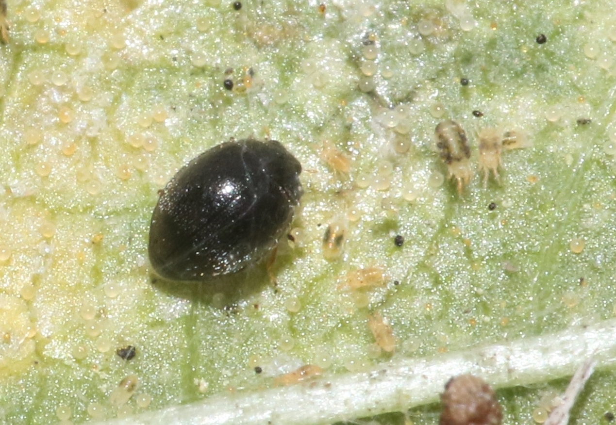 Stethorus punctum (LeConte, 1852)