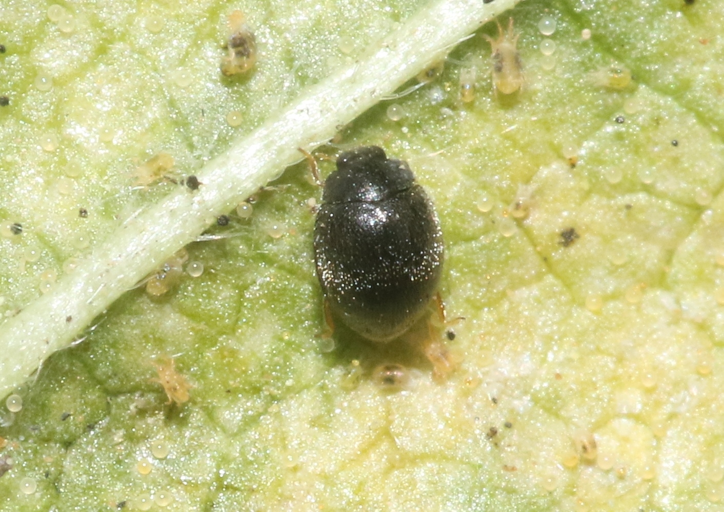 Stethorus punctum (LeConte, 1852)