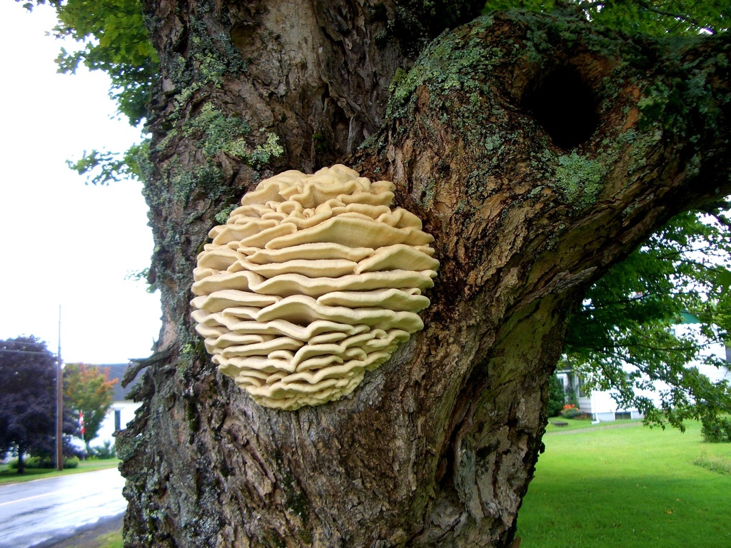 Northern Tooth (Fungi including Lichens and Slime Molds of Seney ...