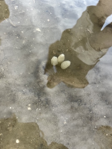 Ritterella dispar · iNaturalist