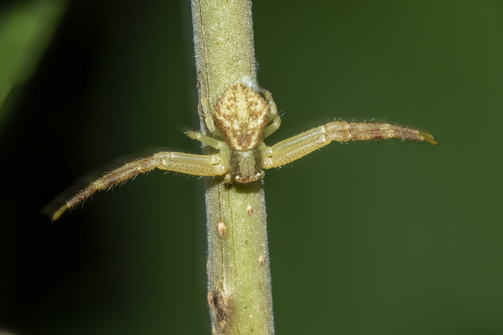 Northern Crab Spider from La Crescent, MN, USA on September 30, 2022 at ...