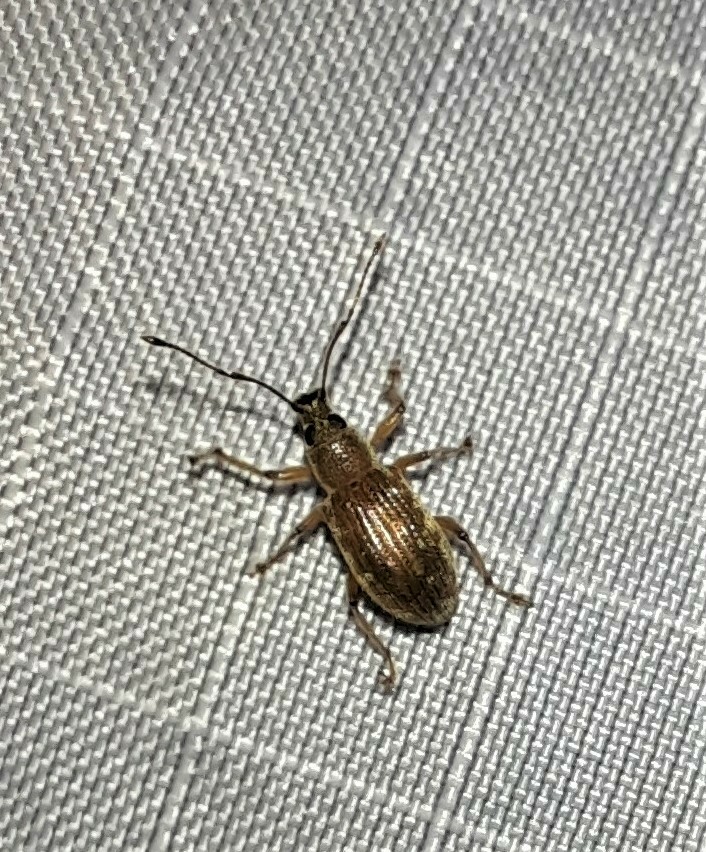 Asian Oak Weevil from Plymouth, MA, USA on July 23, 2021 at 11:10 PM by ...