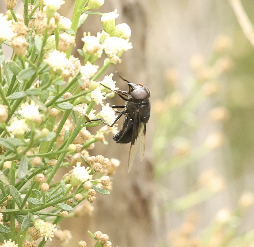 Mexican Cactus Fly from San Carlos, San Diego, CA, USA on September 30 ...