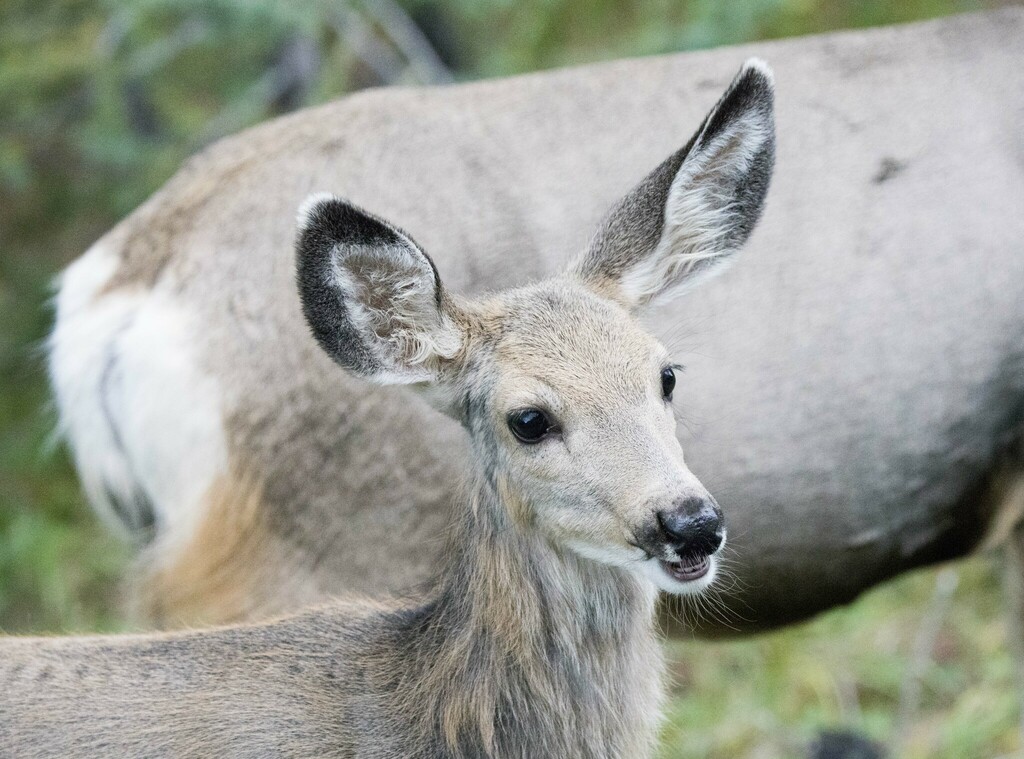 Mule Deer from Maligne Lake, Alberta T0E, Canada on September 07, 2022 ...
