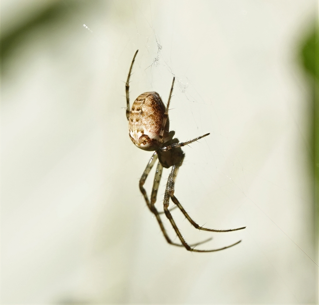 Eurasian Armoured Long-jawed Spider from Nanaimo, BC, Canada on ...