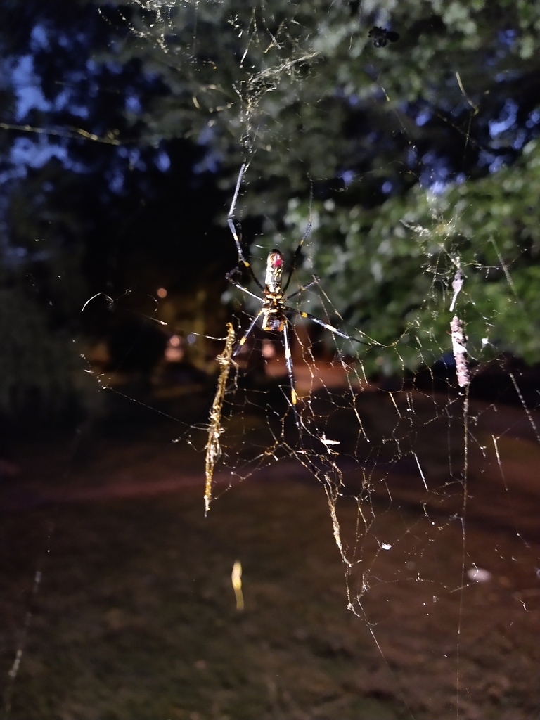 Joro Spider from Cartersville, GA, USA on September 30, 2022 at 07:47 ...