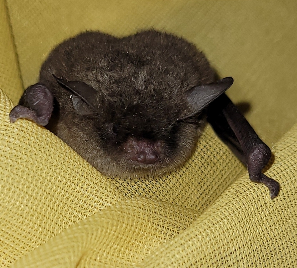 Southeastern Myotis (Mammals of North America) · iNaturalist