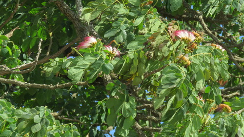 Samanea inopinata · iNaturalist