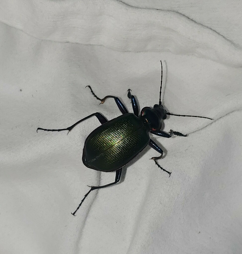 Fiery Searcher Beetle from Saline County, AR, USA on September 10, 2022 ...