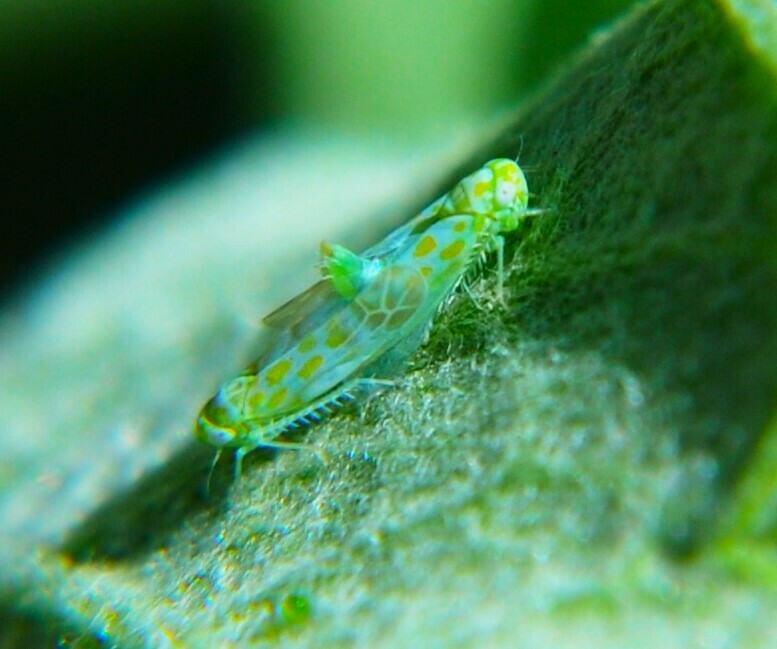 Hebata from Corregidora, Qro., México on September 30, 2022 at 11:33 AM ...