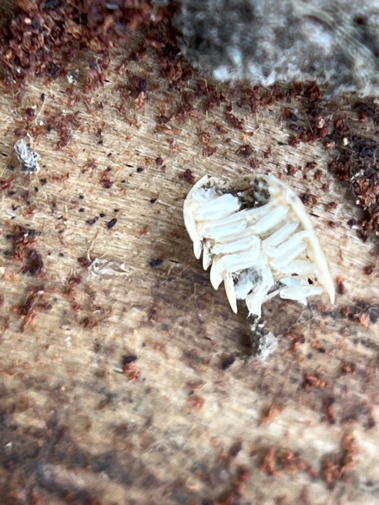 Isopods from Pescadero Marsh Natural Preserve, San Mateo County, US-CA ...