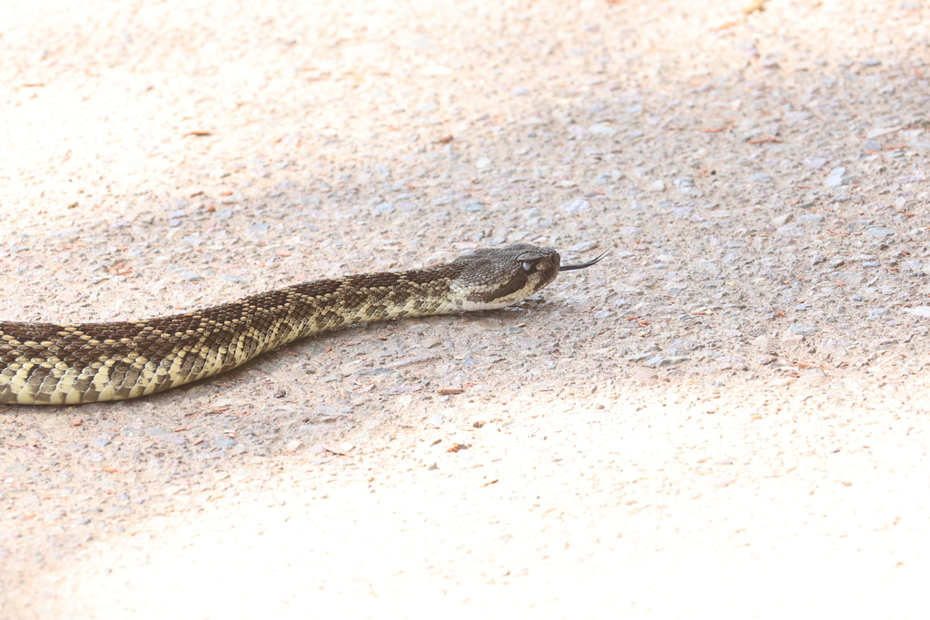 Southern Pacific Rattlesnake from San Carlos, San Diego, CA, USA on ...
