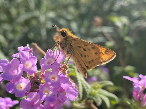 Observations by sterling · iNaturalist