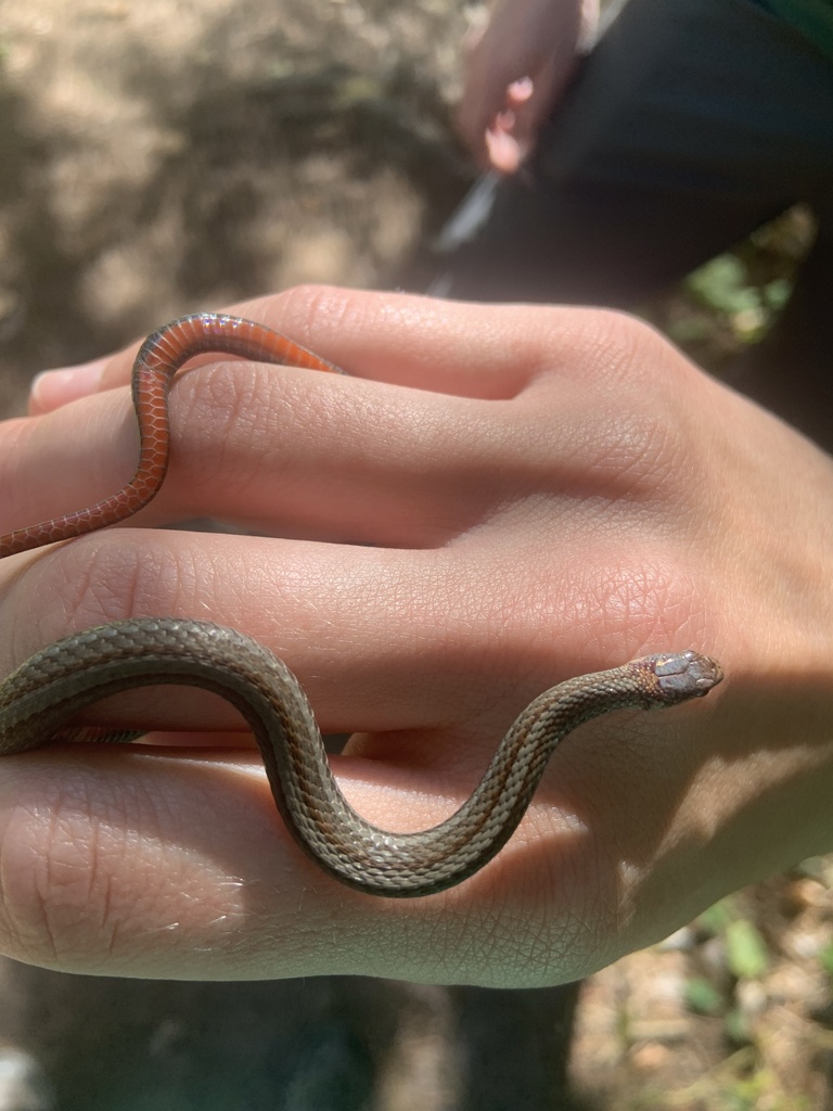 Red-bellied Snake from Duluth, MN, US on September 30, 2022 at 02:40 PM ...
