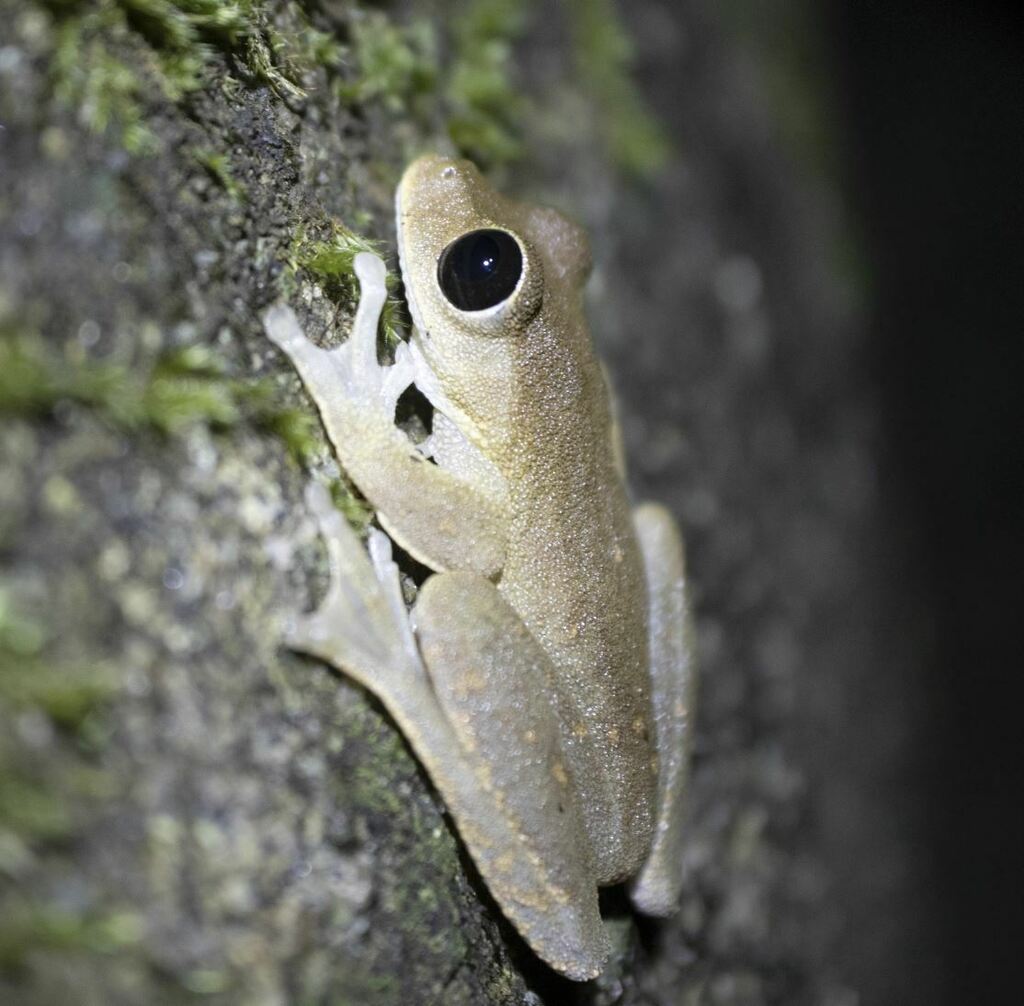Australian Lace-Lid Frog from Cape Tribulation QLD 4873, Australia on ...