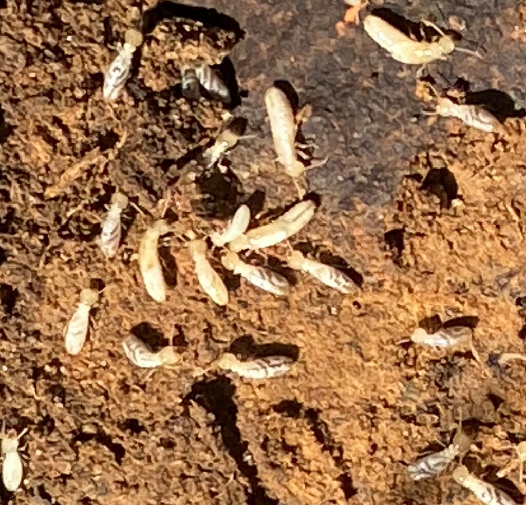 Eastern Subterranean Termite from Riverton Community Hunting Area ...