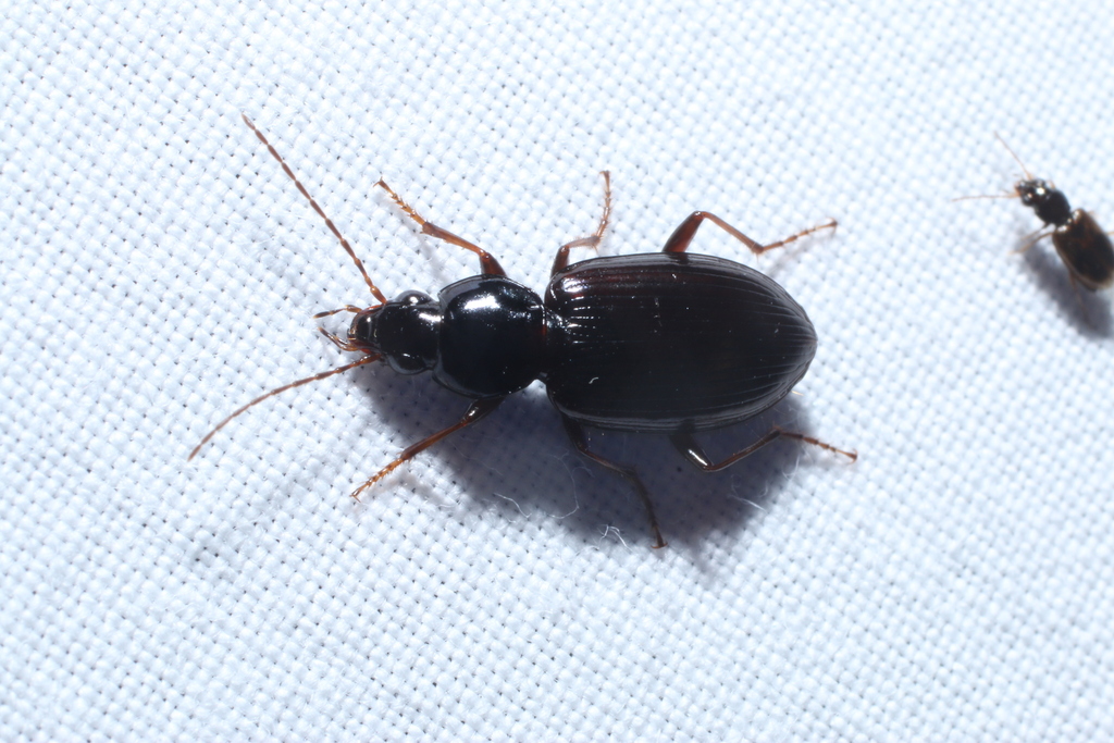 Agonum punctiforme from Home, St Mary's County, MD, USA on September 24 ...