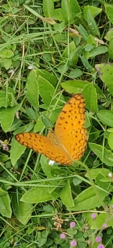 Common Leopard from HVJ8+PRV, Naicavaddo, Aldona, Goa 403508, India on ...