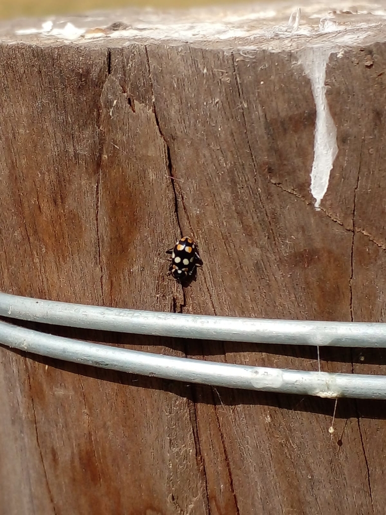 Eriopis connexa from Mercedes on September 20, 2022 at 03:12 PM by ...