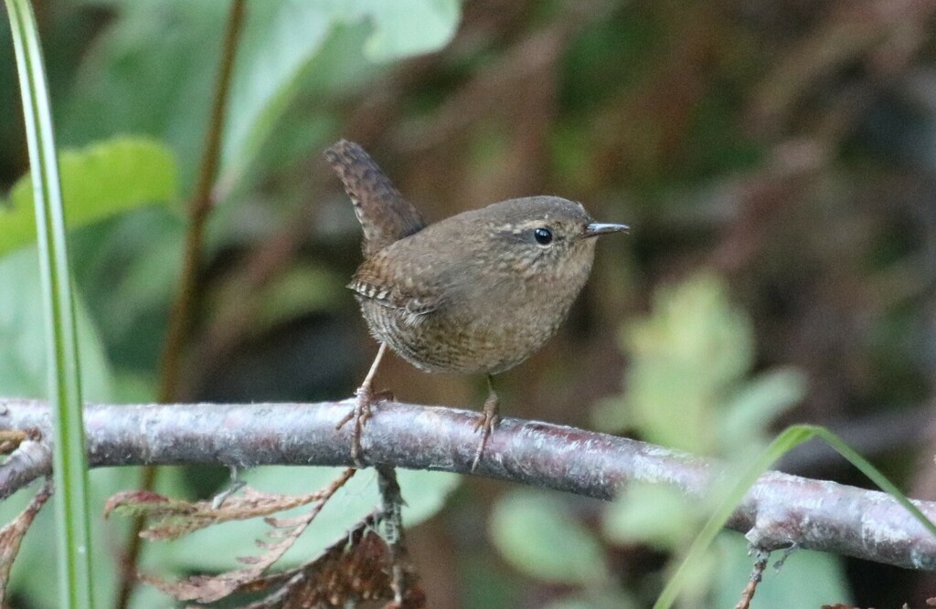 Pacific Wren from Clallam County, WA, USA on September 30, 2022 at 05: ...