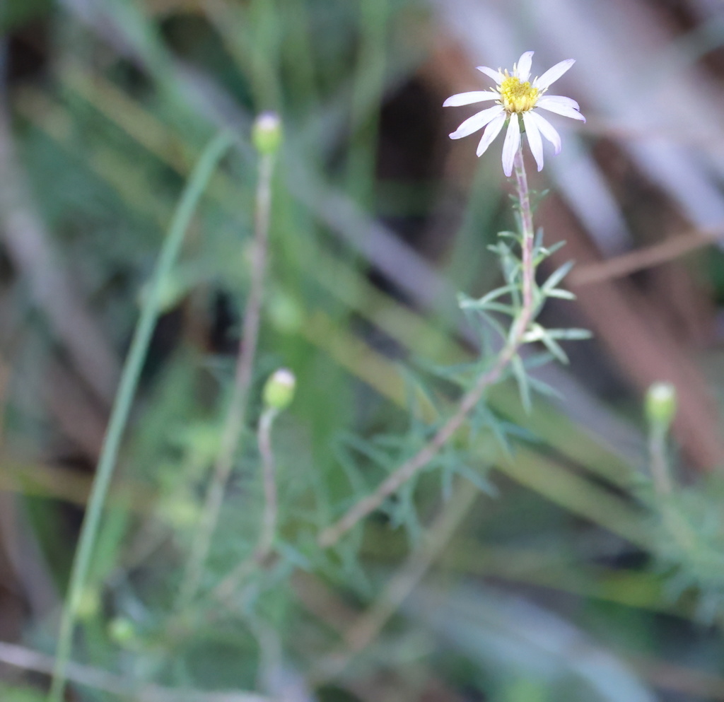 Creeping Stiff-leaved Aster from Mississippi Sandhill Crane National ...