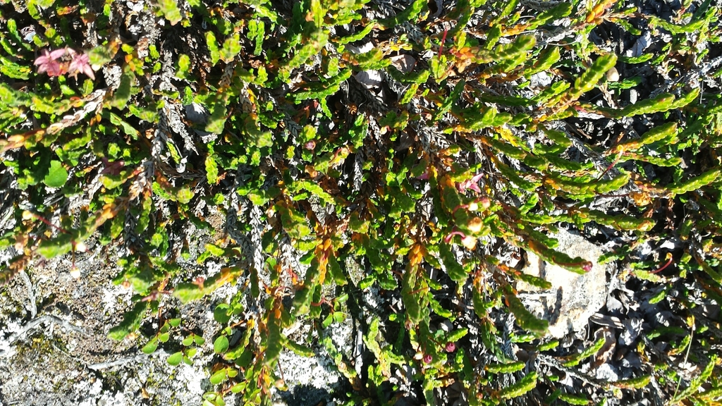 Arctic bell-heather from Sermersooq, GL on August 16, 2018 at 02:27 PM ...