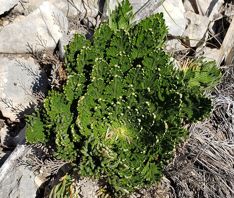 resurrection plant from Val Verde County, TX, USA on February 14, 2003 ...