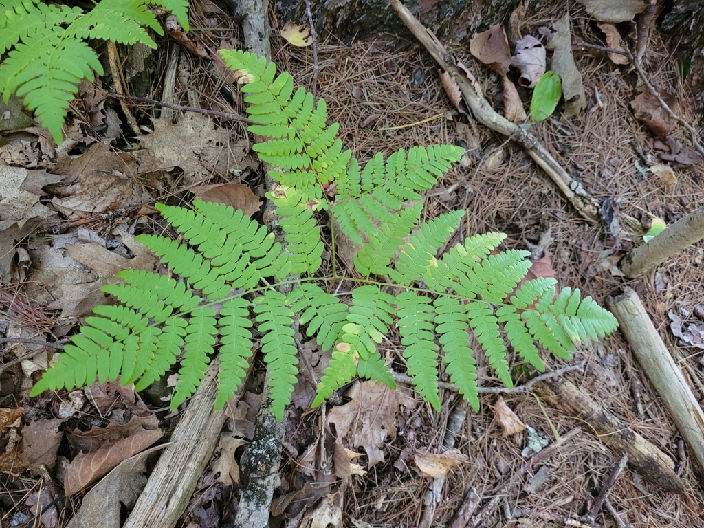 eagle fern from Leeds, ME 04263, USA on September 30, 2022 at 05:59 PM ...