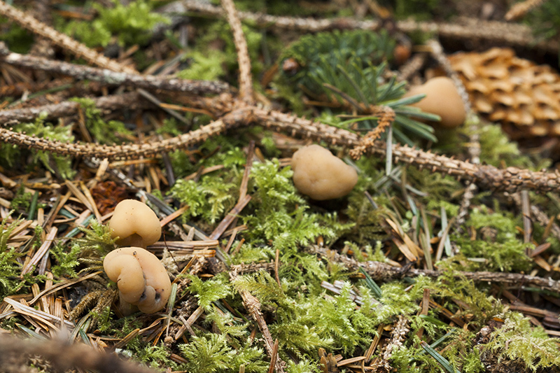 Cudonia circinans (Fungi of Bandelier National Monument) · iNaturalist