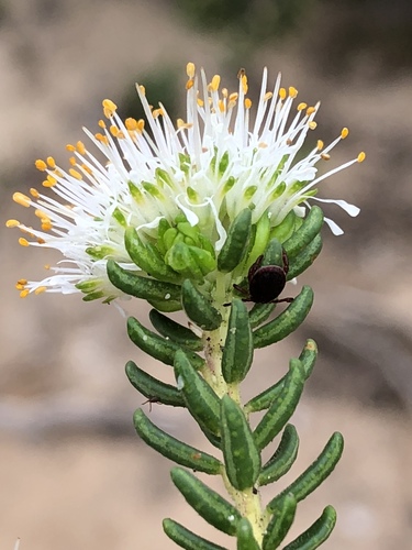 Agathosma robusta · iNaturalist