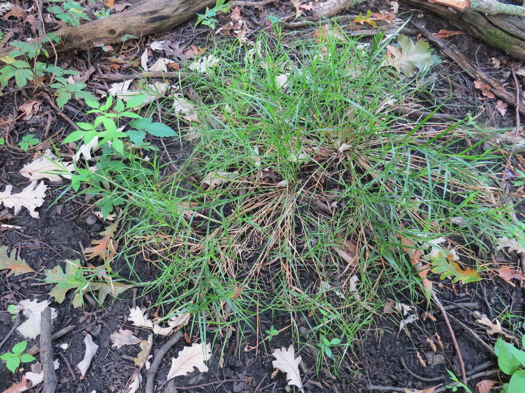 blunt broom sedge from Maple Grove Forest Preserve, Dupage County, IL ...