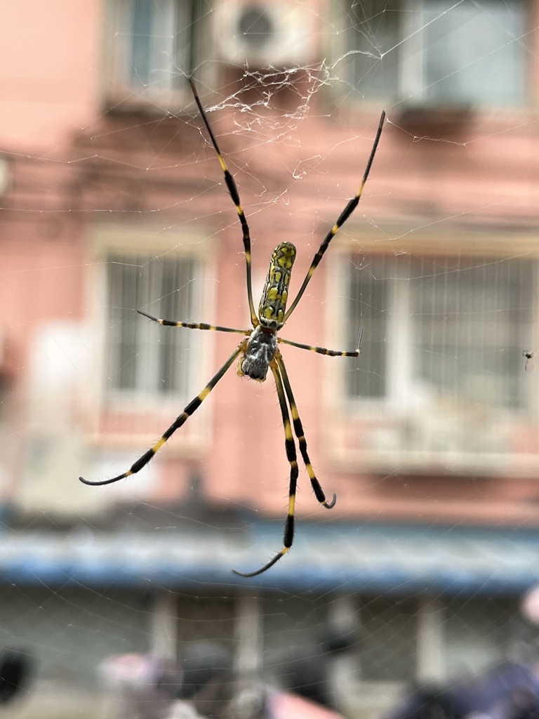 Joro Spider from 北下关, 北京市, CN on October 1, 2022 at 10:06 AM by rdrl ...