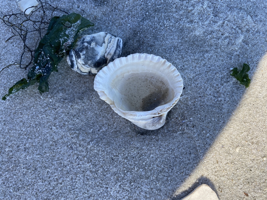 Blood Ark from Lido Beach, NY, USA on September 15, 2022 at 03:40 PM by ...