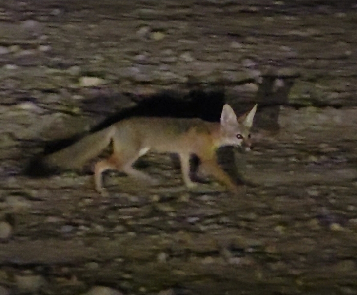 Kit Fox from Las Vegas, NV 89143, USA on September 29, 2022 at 08:45 PM ...