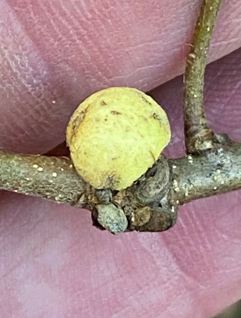 Round Bullet Gall Wasp from Riverton Community Hunting Area, Colbert ...