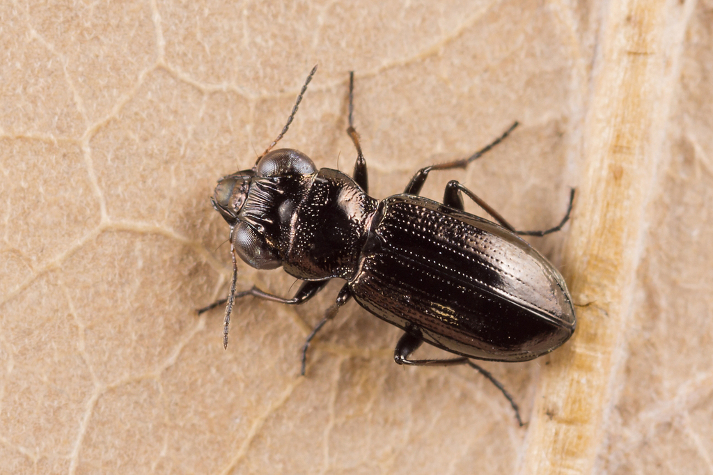 Notiophilus palustris (carabidae france) · iNaturalist