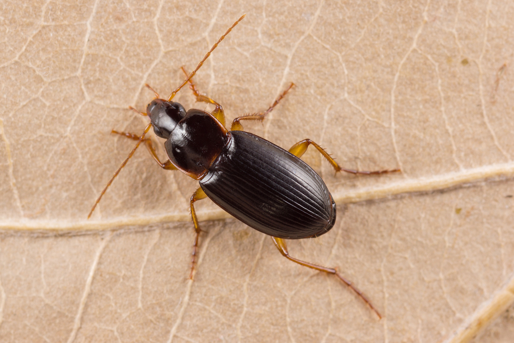 Calathus micropterus from Серпуховский р-н, Московская обл., Россия on ...