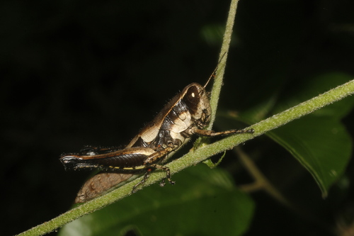 (Huastecacris fariensis)