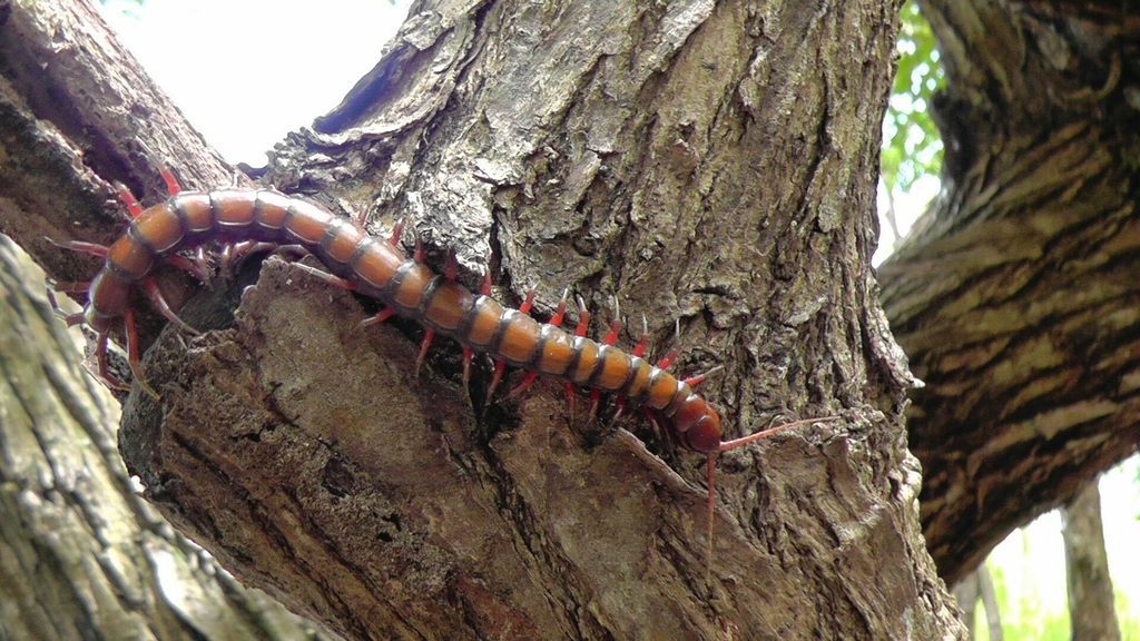 Pacific Giant Centipede from Jacaboa, Patillas, Puerto Rico on August ...