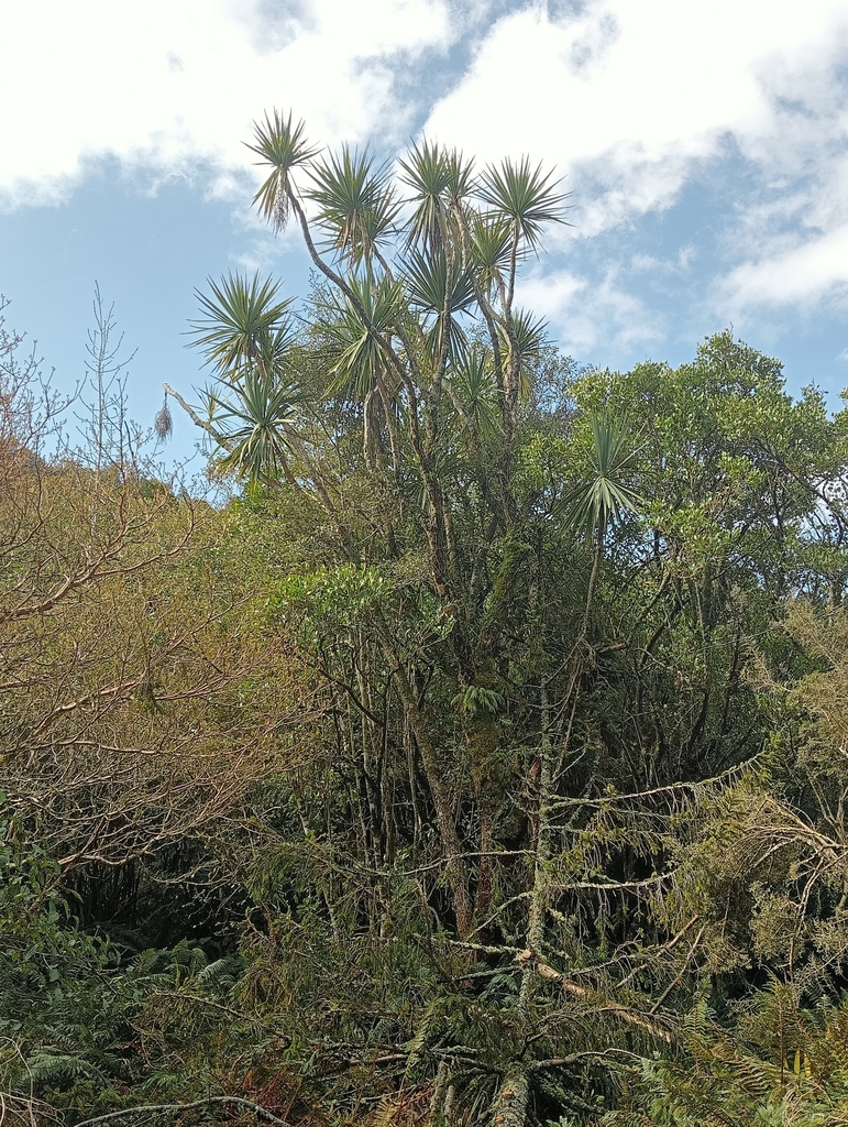 New Zealand cabbage tree from Leith Valley, Dunedin, New Zealand on ...