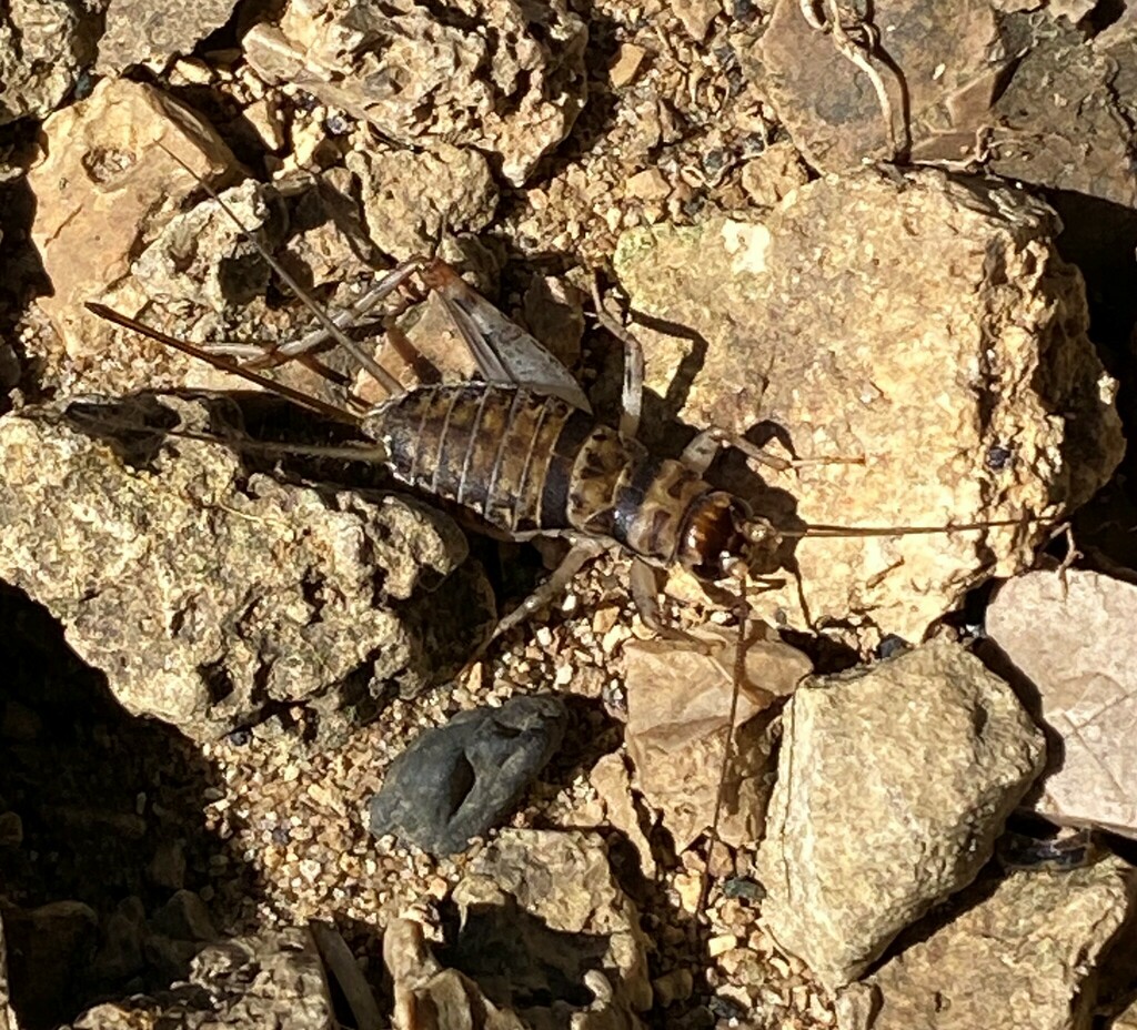 Tropical House Cricket from McFarland Park, Florence, Lauderdale Co ...