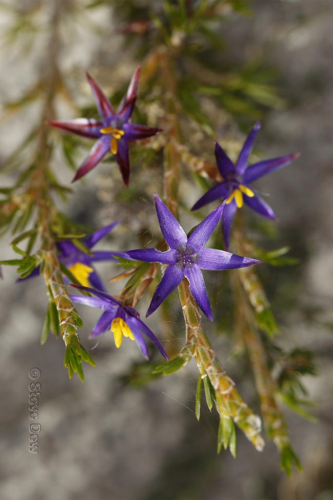 (Calectasia valida) - Botanical Realm