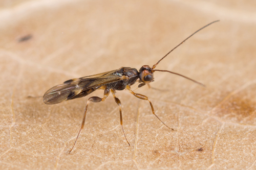 Genus Dendrosoter · iNaturalist