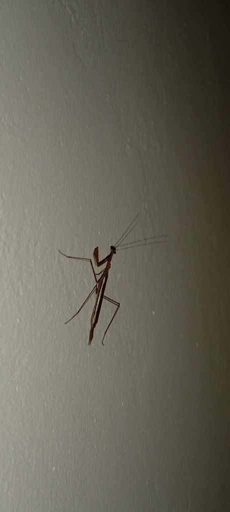 Musonia remota from H426+JX9, República Dominicana on October 1, 2022 ...